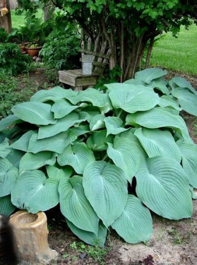 How To Grow Happy Hosta | Sierra News Online