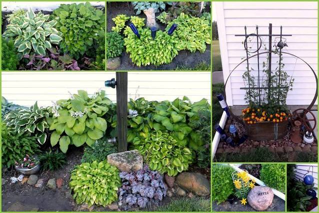 How To Grow Happy Hosta | Sierra News Online